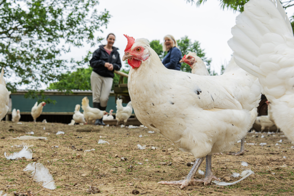 St Ewe Eggs - Great Cornish Food