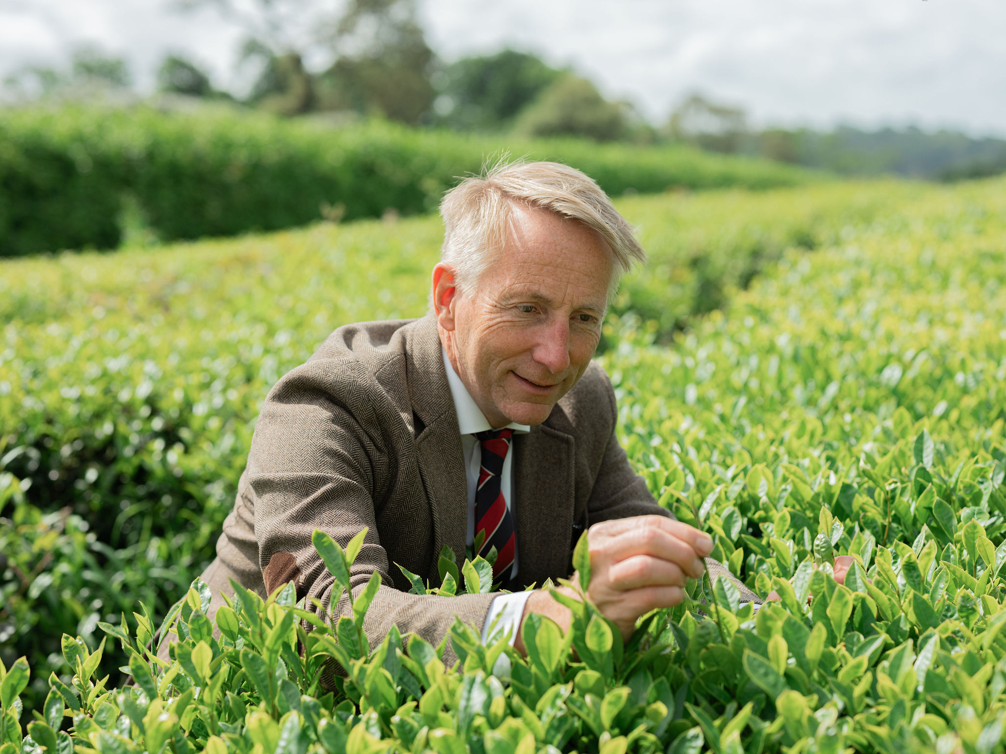 Time for Tregothnan - Great Cornish Food